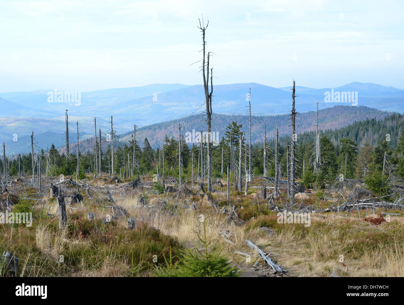 Burnt burned oak tree branches hi-res stock photography and images - Alamy
