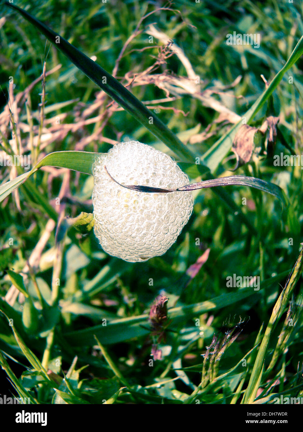 Cocoon Of Froghopper, Spittlebug Larvae, Cuckoo Spit, Talegaon ...