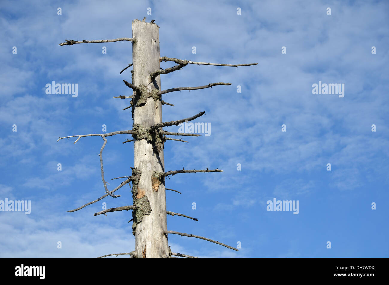 Trunks of tree burned in a forest fire Stock Photo - Alamy