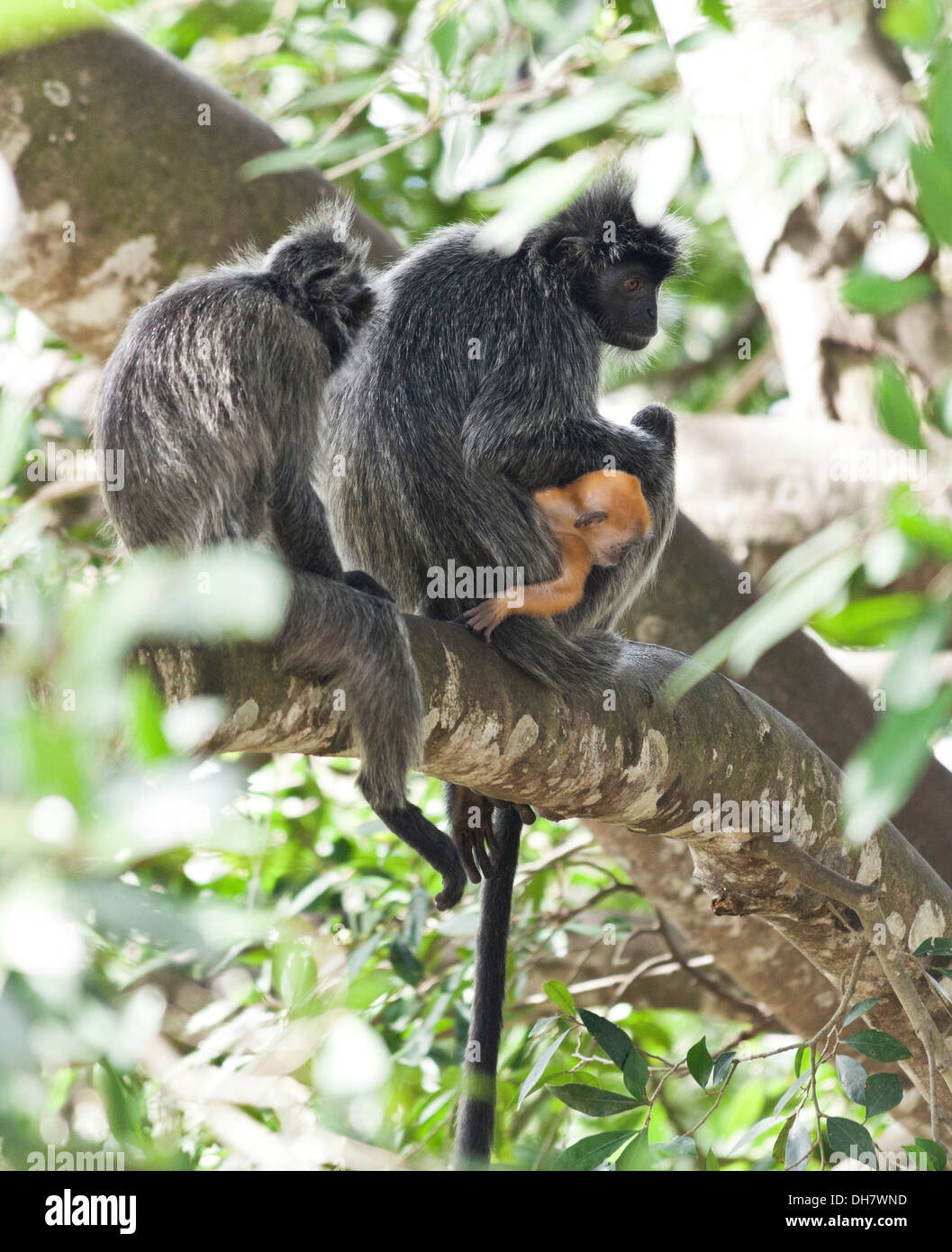 Primate folivore colobine tropical jungle silvery lutung hi-res stock ...