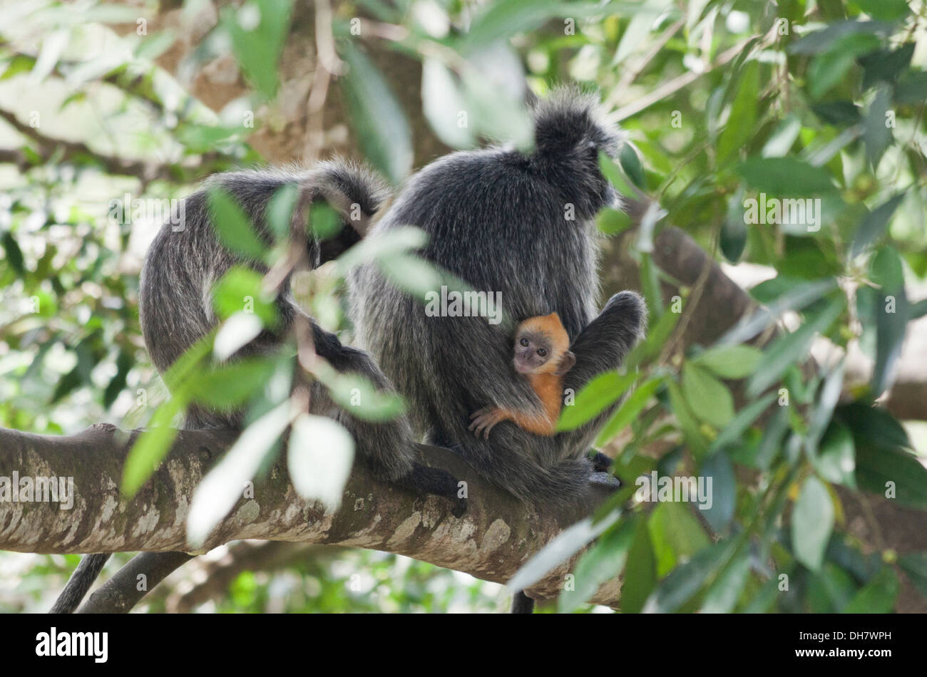 Primate folivore colobine tropical jungle silvery lutung hi-res stock ...