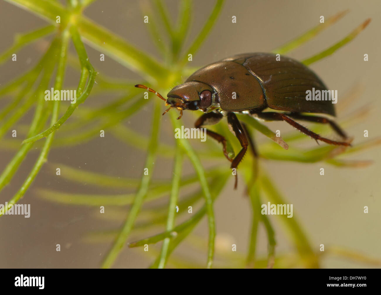 Hydrobius fuscipes water scavenger beetle underwater. Taken in a ...
