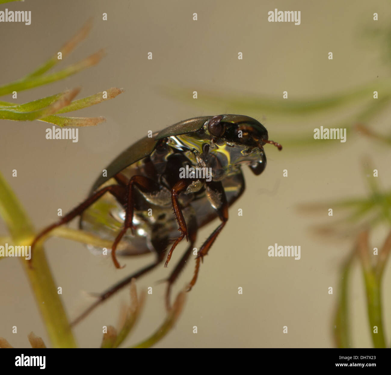 Water Scavenger Beetle In Water
