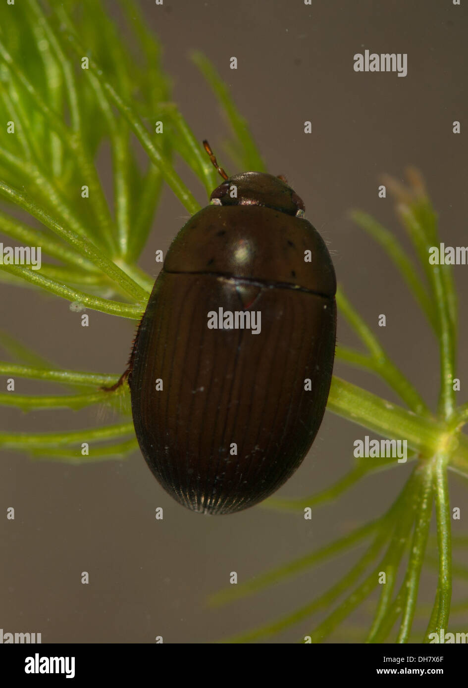 Scavenger beetle hi-res stock photography and images - Alamy