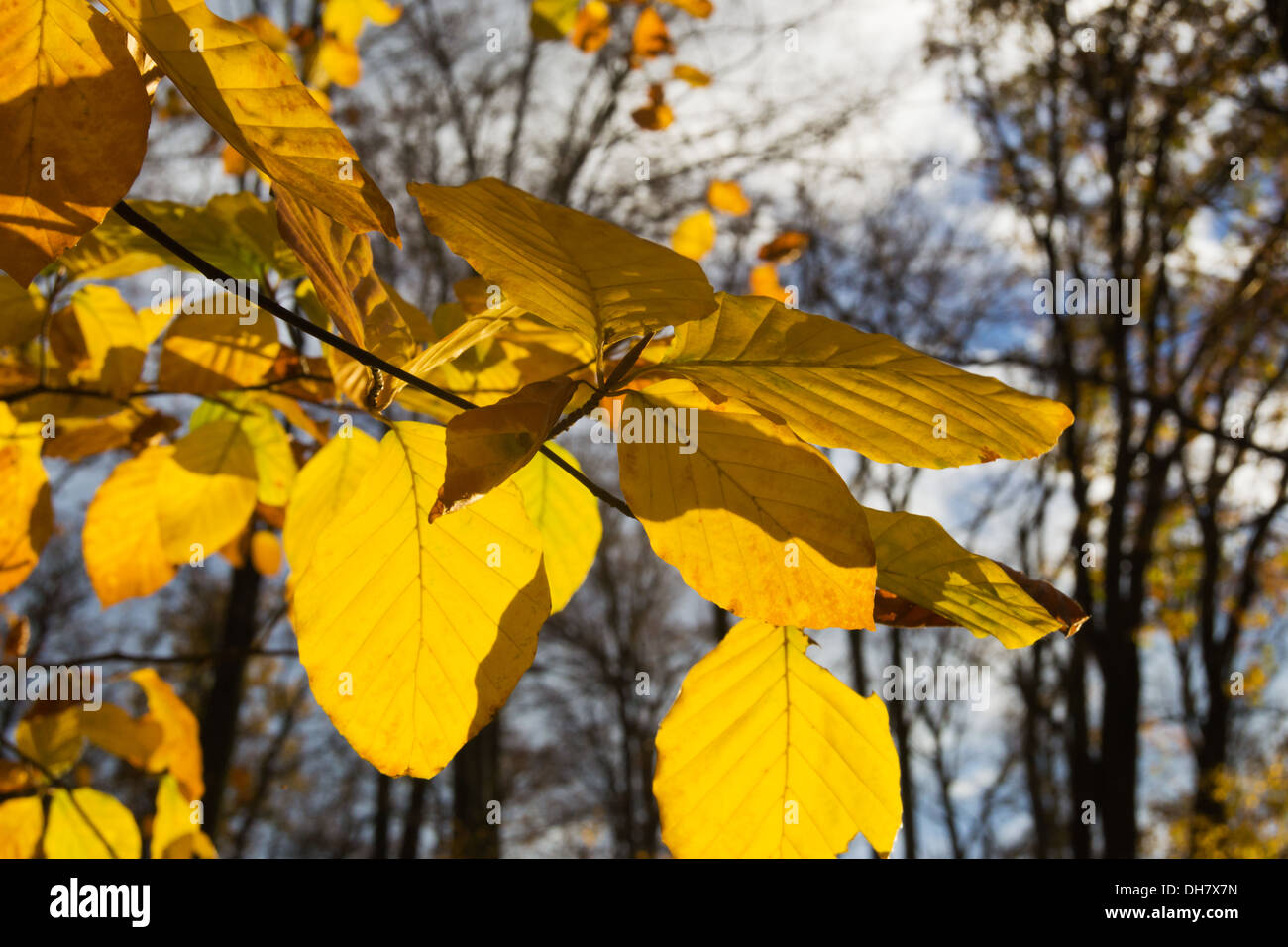 Beechen leaf hi-res stock photography and images - Alamy
