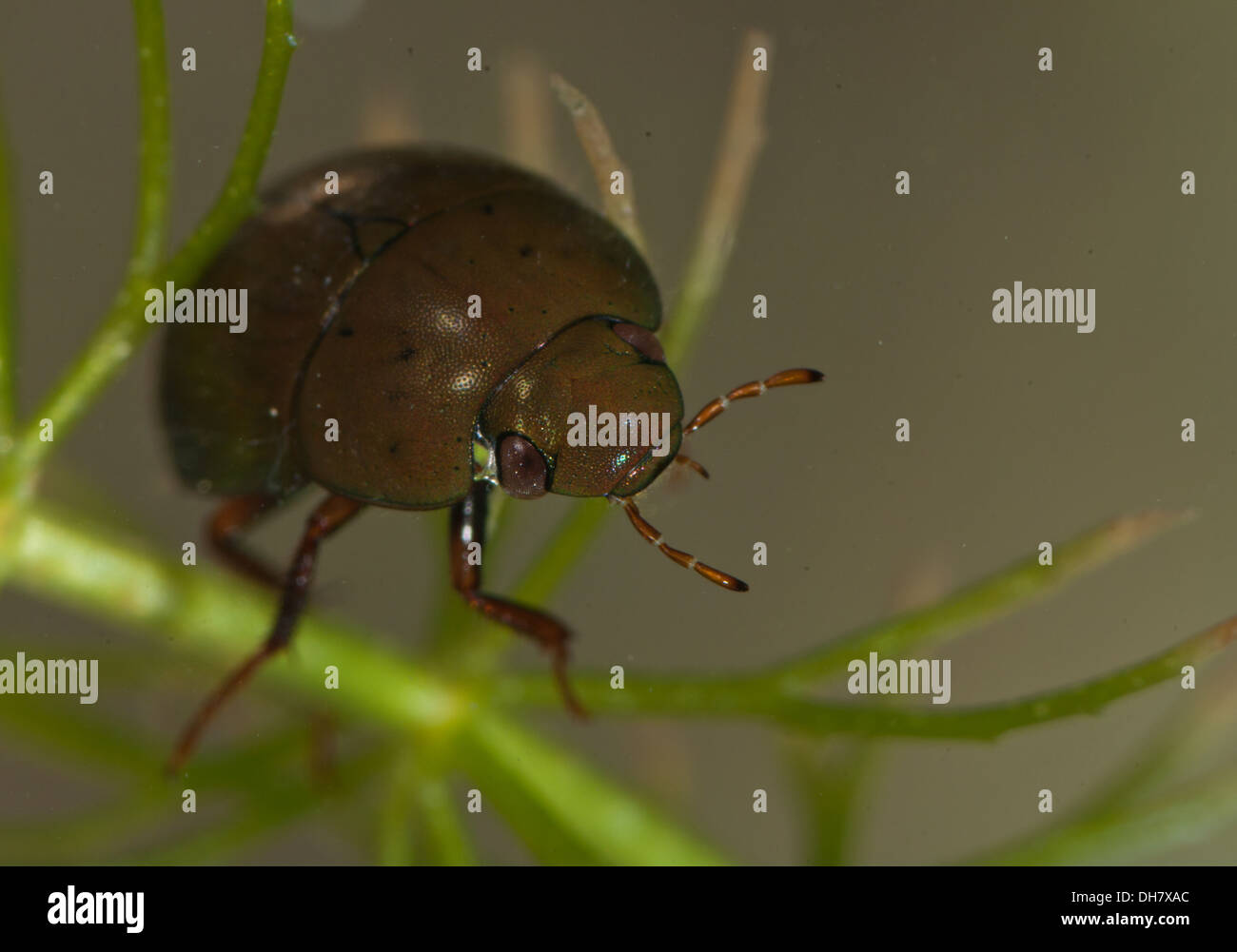Hydrobius fuscipes water scavenger beetle underwater. Taken in a ...