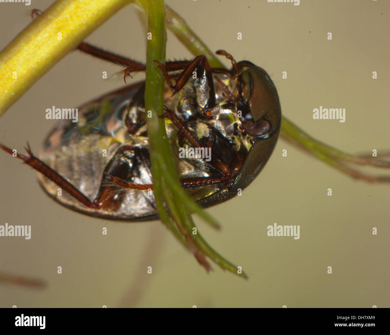 Hydrobius fuscipes water scavenger beetle hi-res stock photography and ...