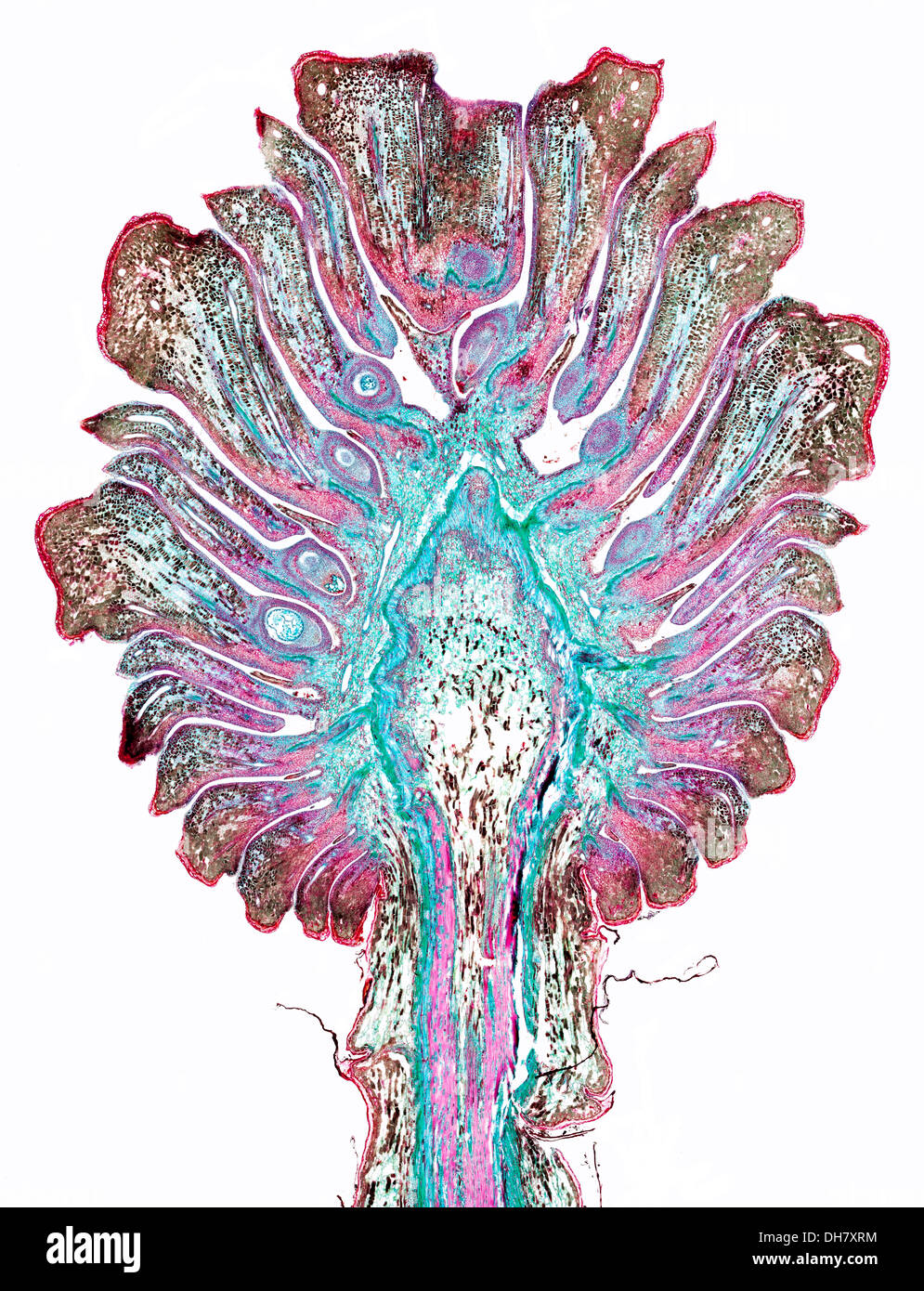 Pine cone, female LS. photomicrograph Stock Photo - Alamy