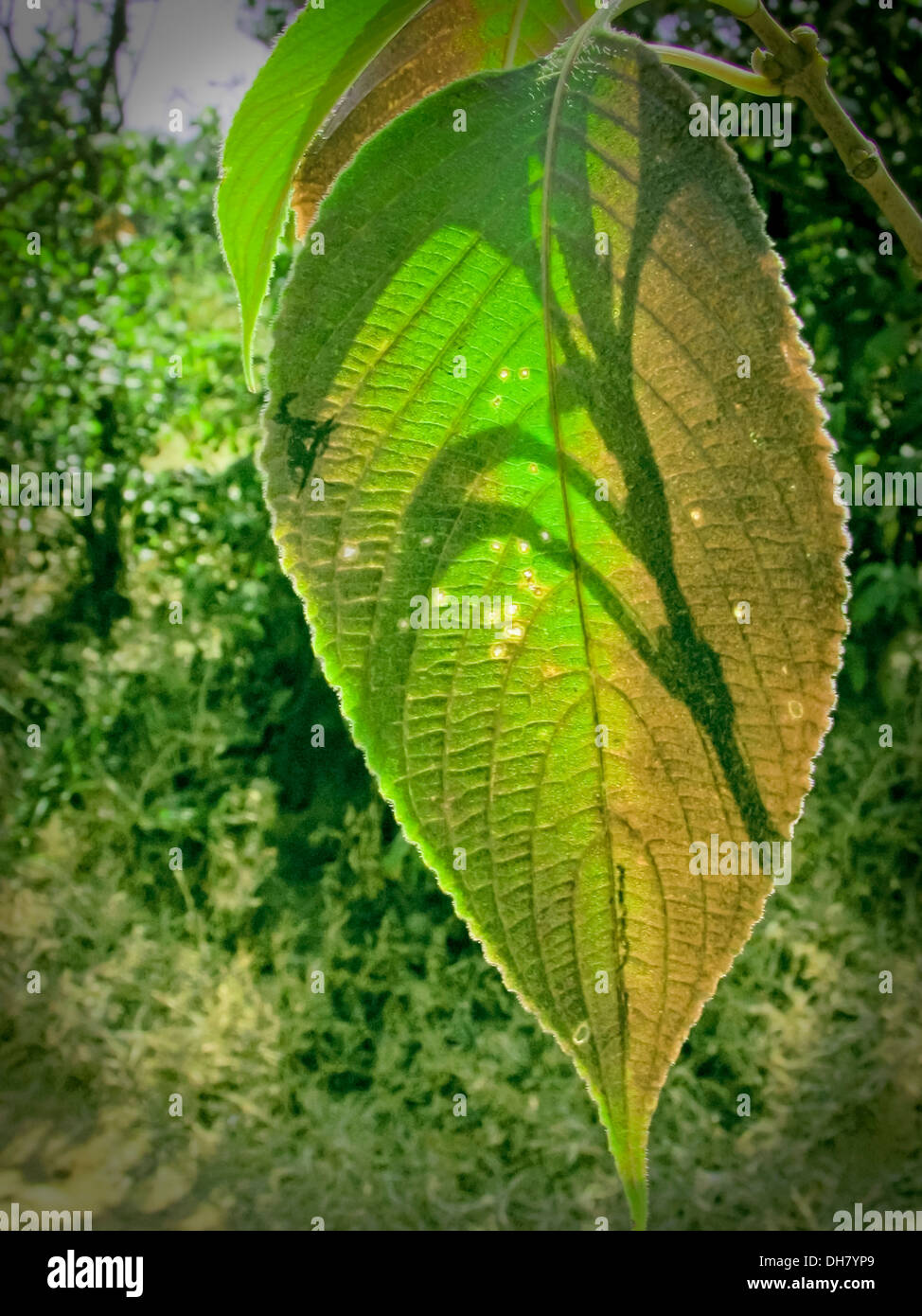 Sunlight falling on the leaves of a plant Stock Photo - Alamy