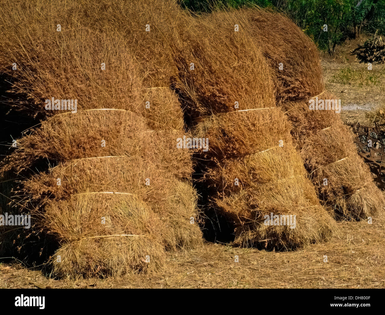 Dry grass stocked for feeding domestic animals in rural areas, India ...