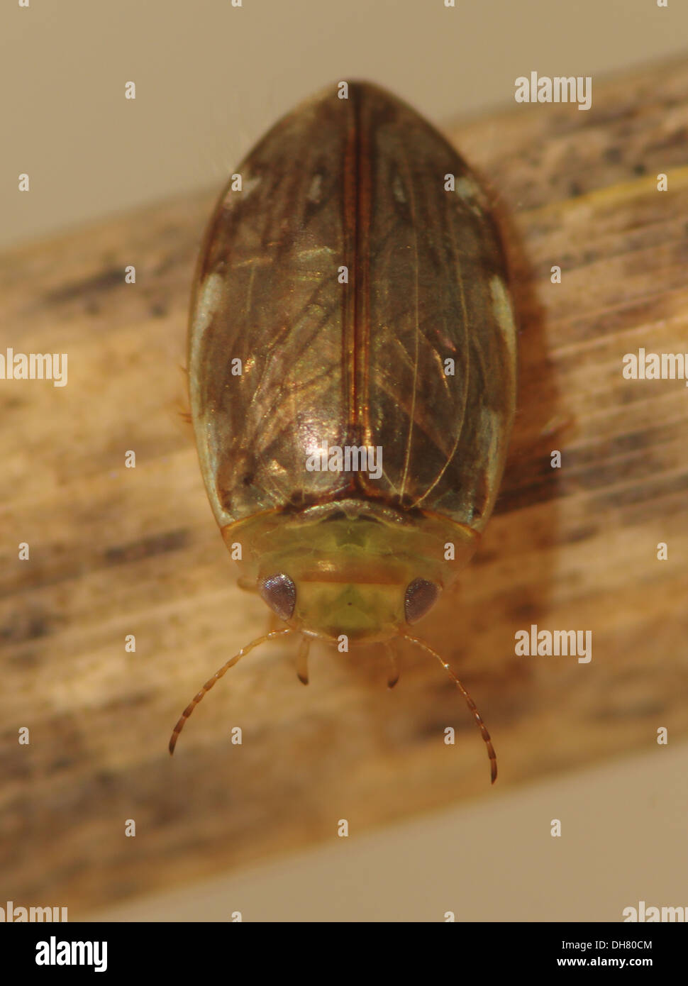 Laccophilus minutus hi-res stock photography and images - Alamy