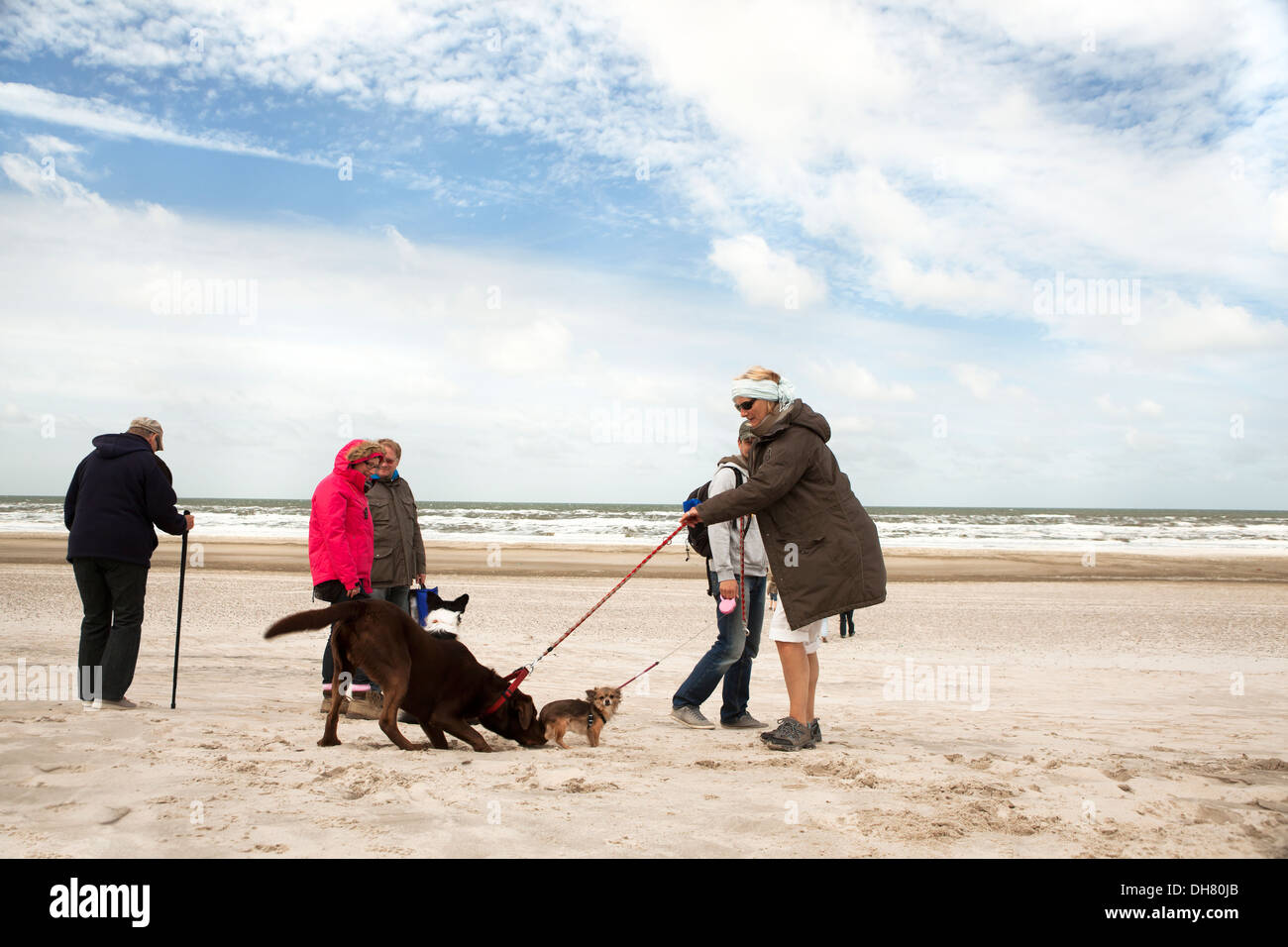 Dogs on walk hi-res stock photography and images - Alamy