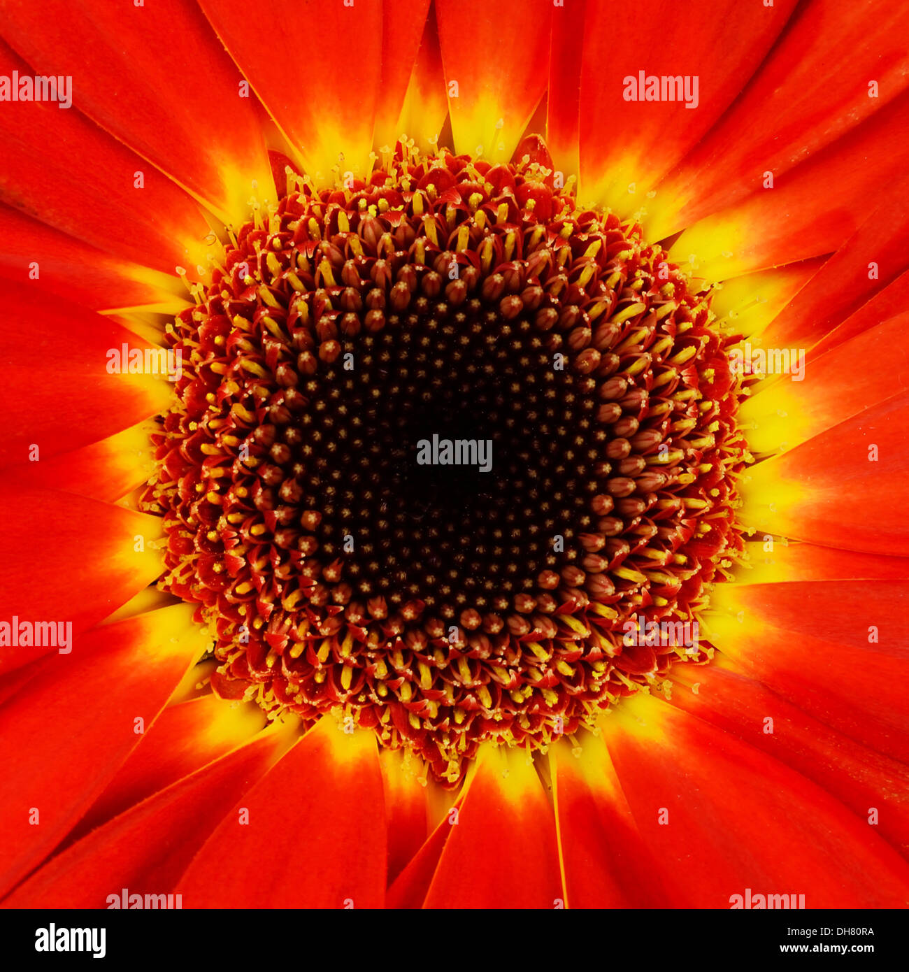 Capitulum High Resolution Stock Photography and Images - Alamy