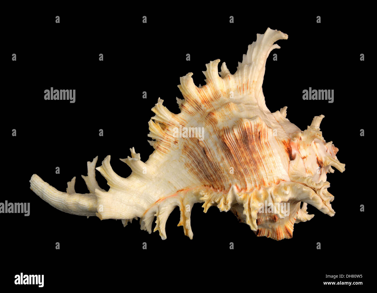 Seashell Shell Murex High Resolution Stock Photography and Images - Alamy