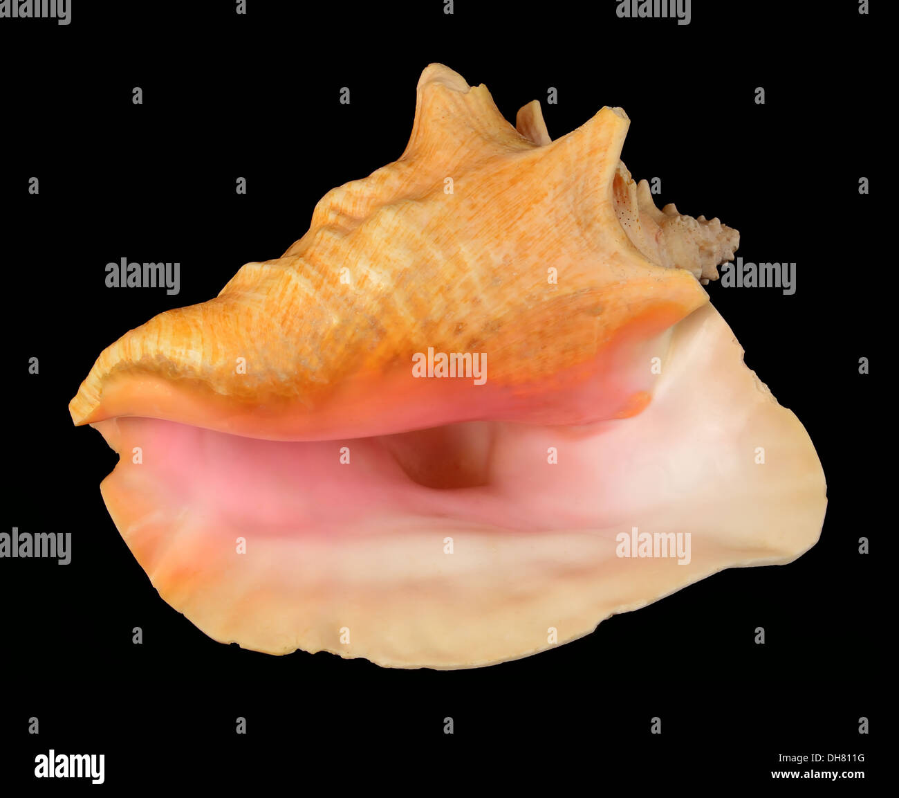 Pink Conch High Resolution Stock Photography and Images - Alamy