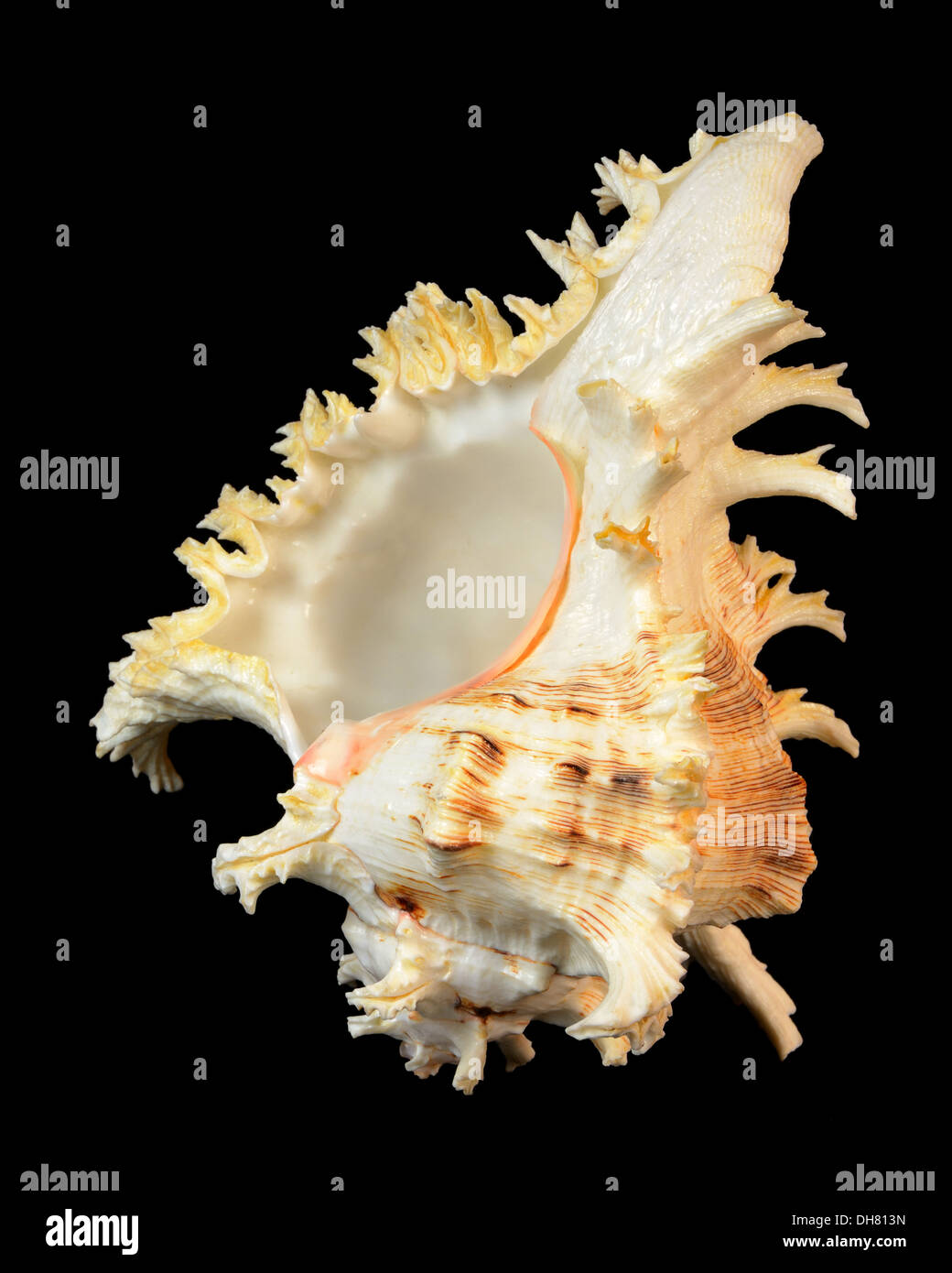 Seashell Shell Murex High Resolution Stock Photography and Images - Alamy