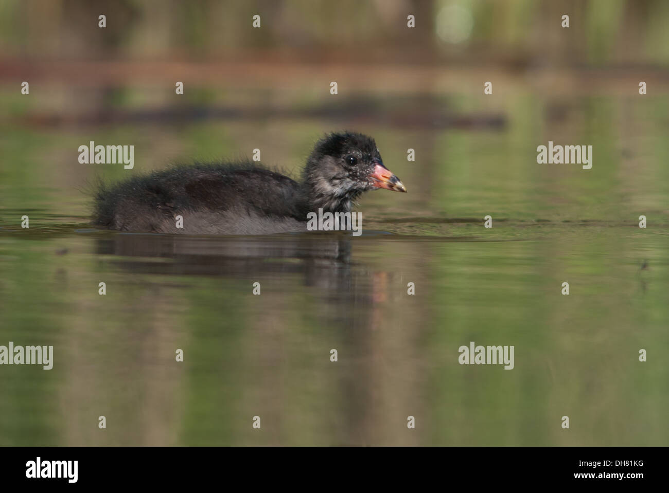 Juvenile swamp chicken hi-res stock photography and images - Alamy
