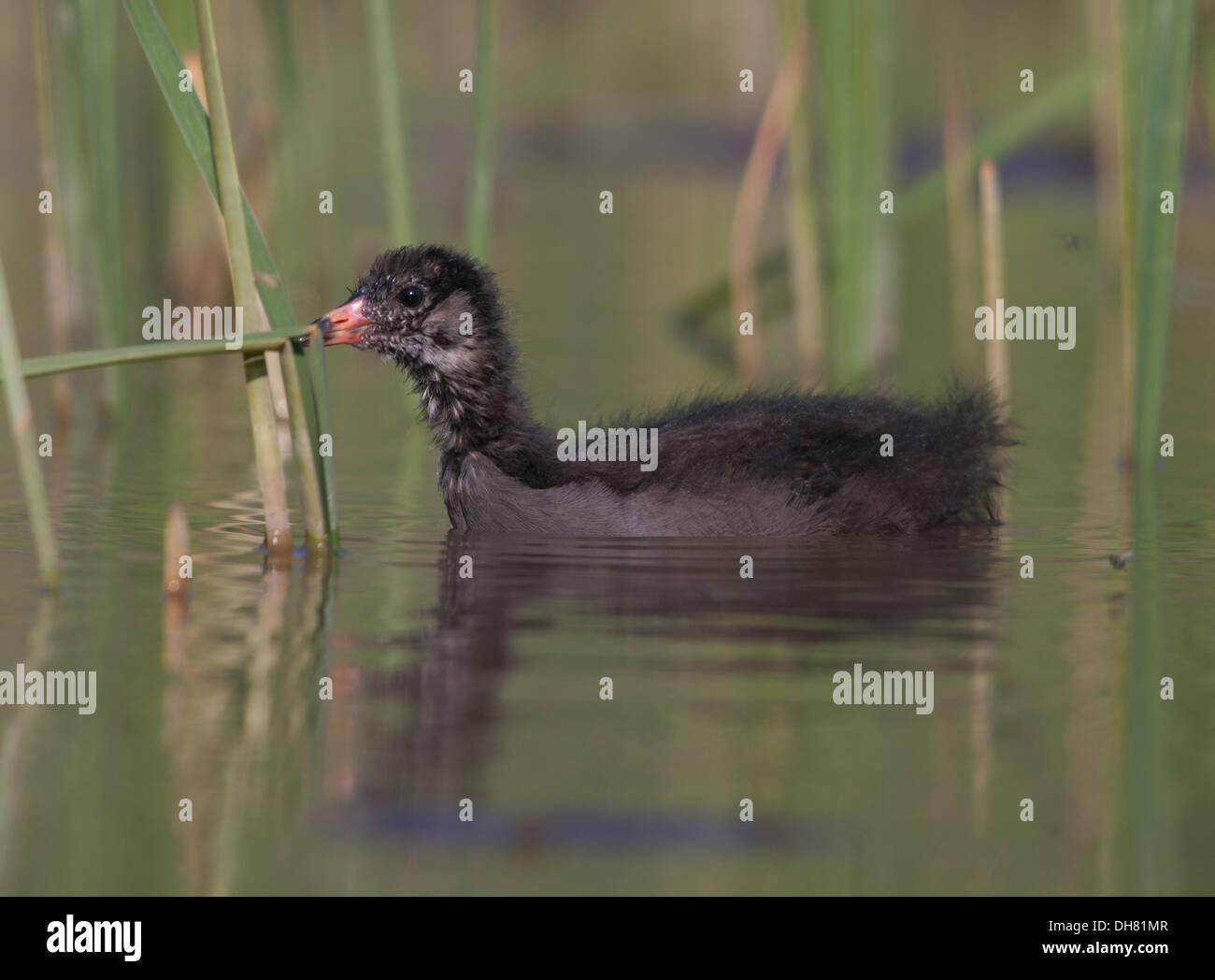 Juvenile swamp chicken hi-res stock photography and images - Alamy