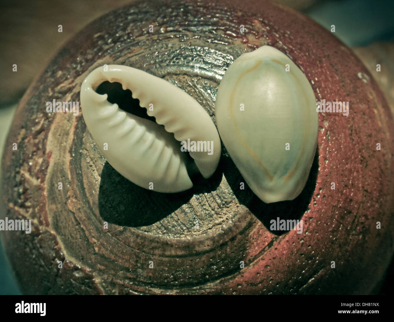 India sea small shells hi-res stock photography and images - Alamy