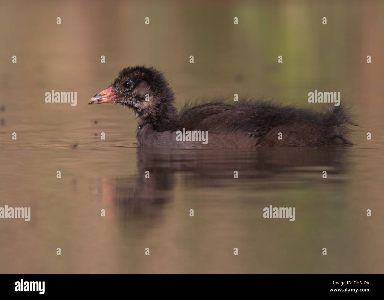 Swamp hens hi-res stock photography and images - Alamy