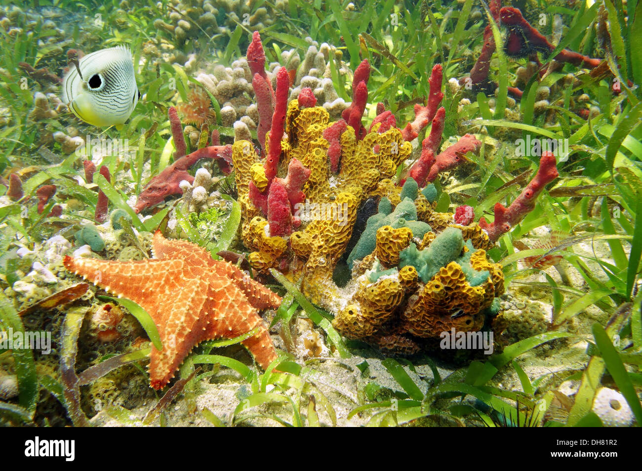 Gorgeous underwater colors of sea sponges with starfish and butterfly ...