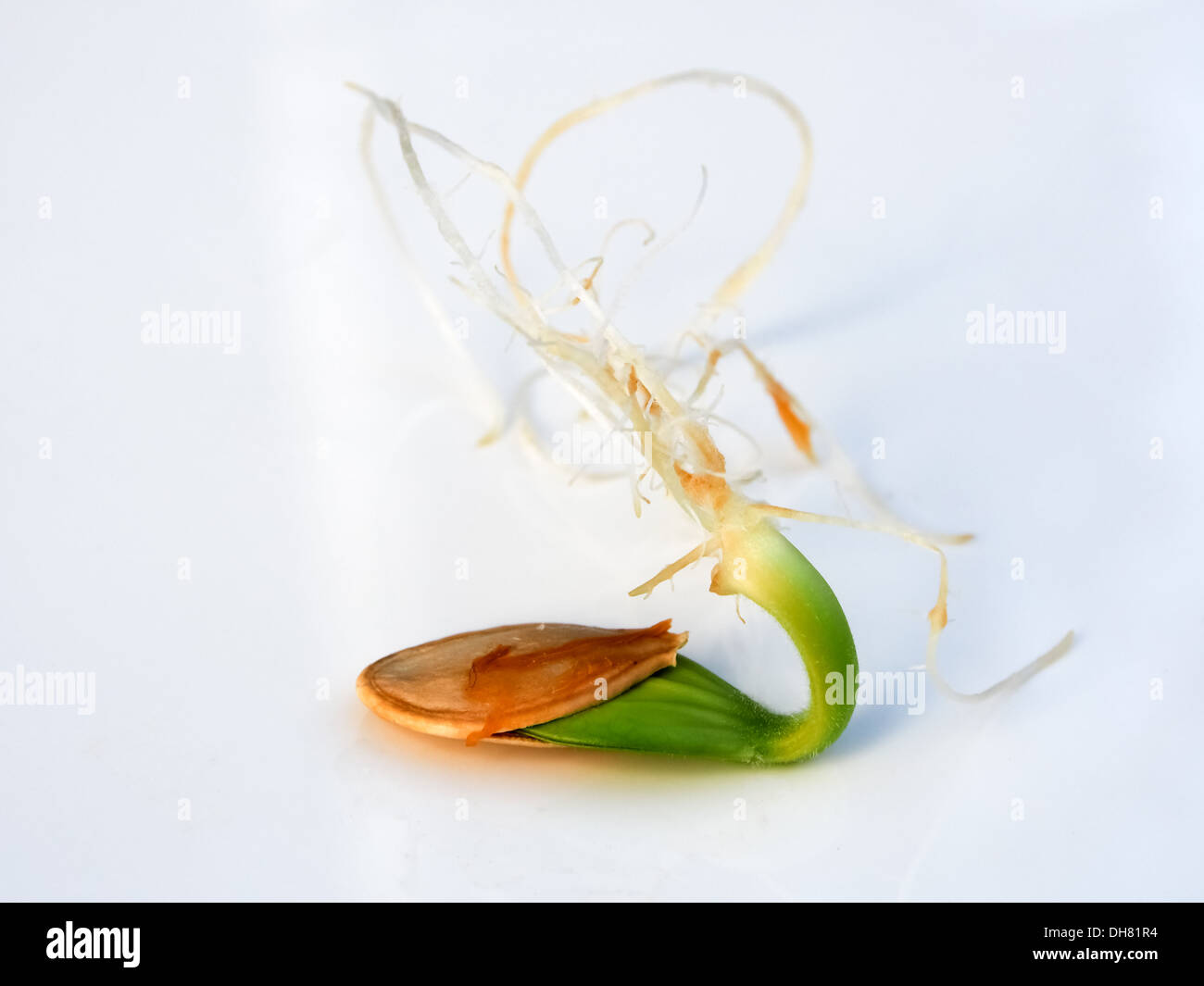 germinating pumpkin seed with sprout Stock Photo - Alamy