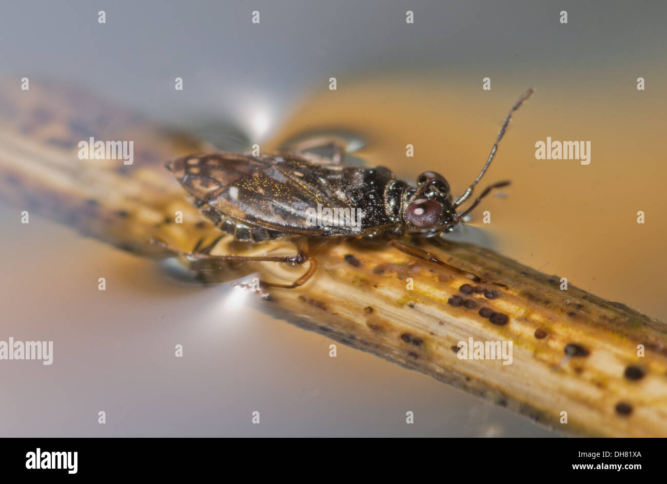 Shore bug Chartoscirta cincta on water surface and dead reed. Taken in ...