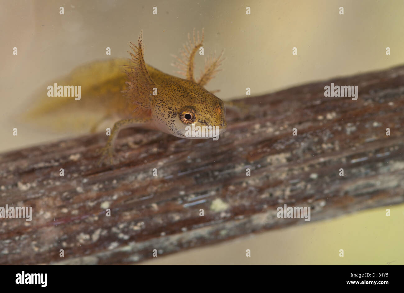 Smooth or Common newt tadpole underwater. Taken in a photographic ...