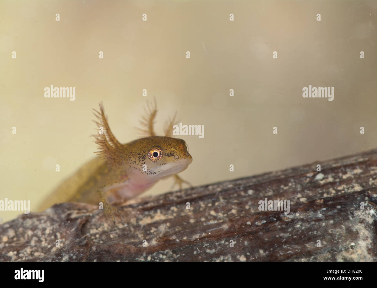 Smooth or Common newt tadpole underwater. Taken in a photographic ...