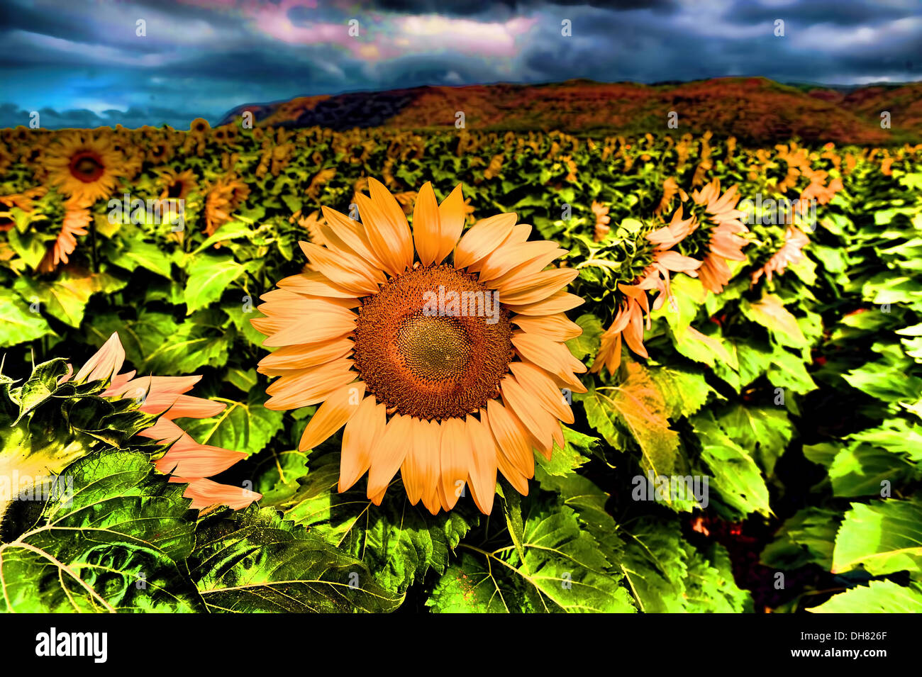 Field of sunflowers in HDR Stock Photo - Alamy