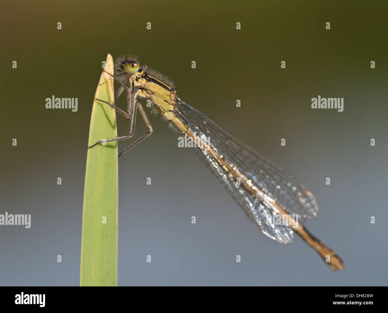 Blue damselfly hi-res stock photography and images - Alamy