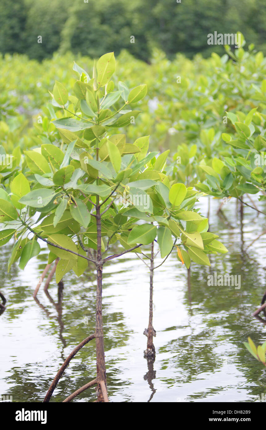 Mangroves High Resolution Stock Photography and Images - Alamy