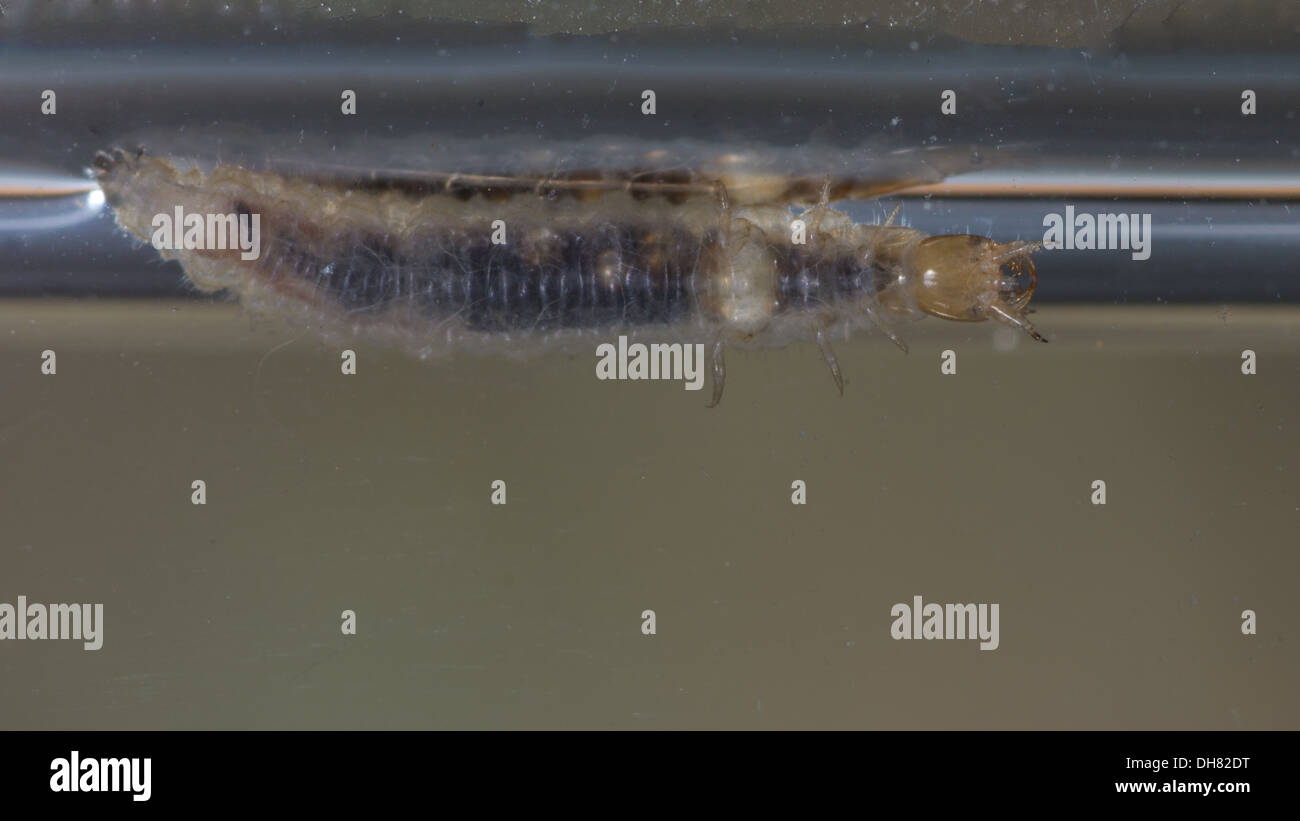 Hydrophilidae hi-res stock photography and images - Alamy