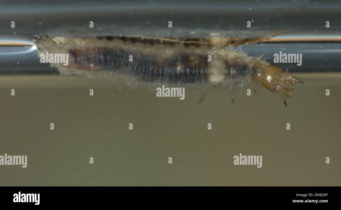 Hydrobius fuscipes water scavenger beetle hi-res stock photography and ...