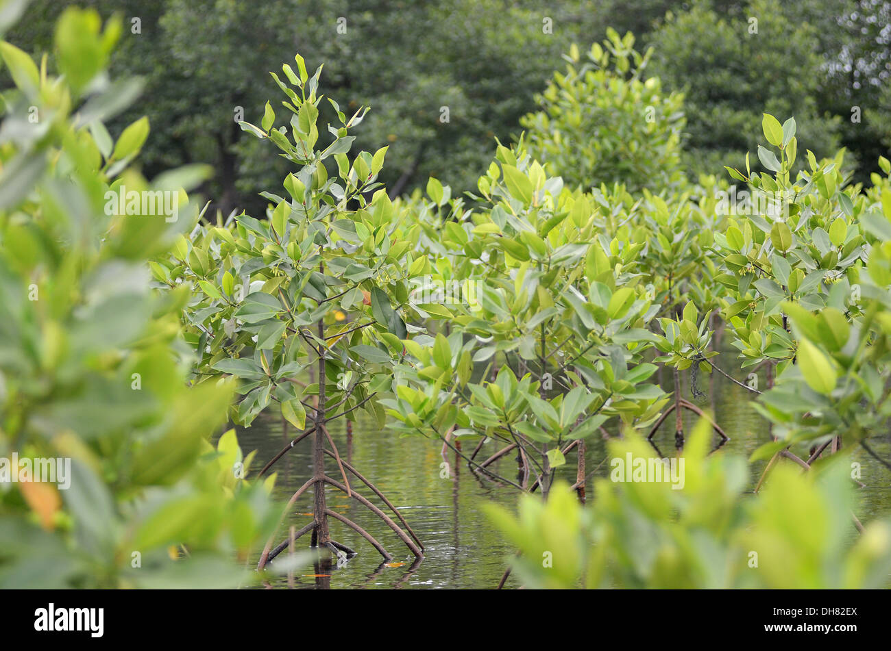 Mangroves High Resolution Stock Photography and Images - Alamy