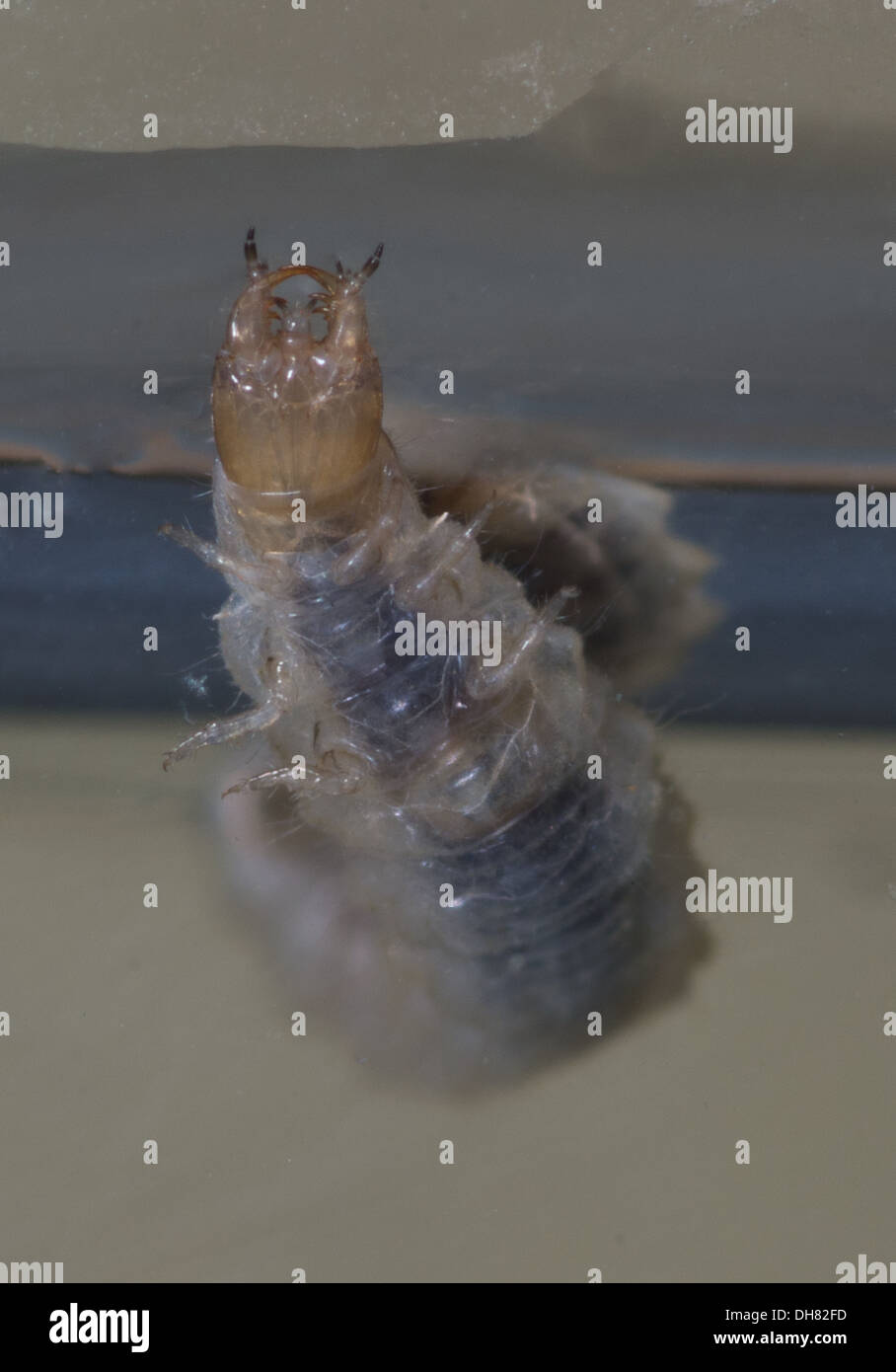 Hydrobius fuscipes water scavenger beetle hi-res stock photography and ...