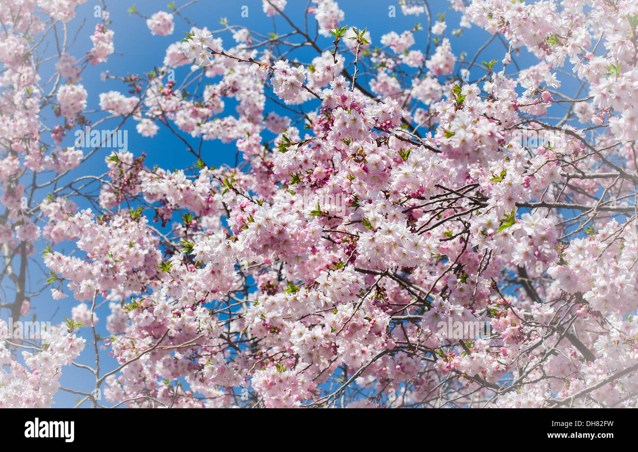 Sky full of cherry blossoms on spring tree Stock Photo - Alamy