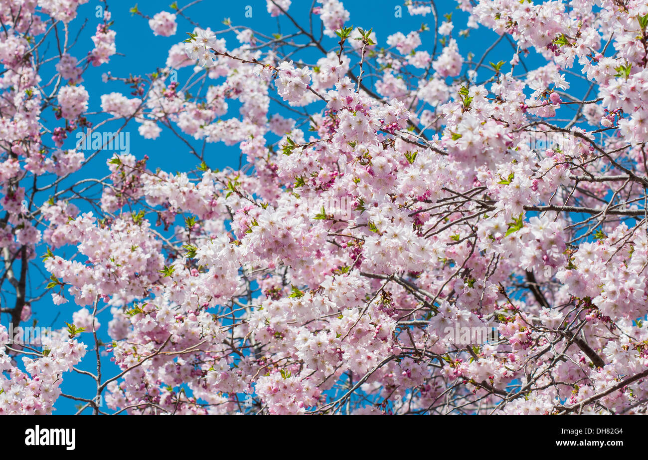 Sky full of cherry blossoms on spring tree Stock Photo - Alamy