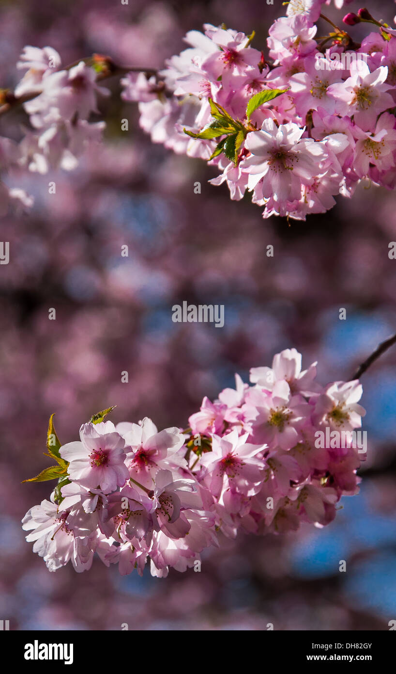 Cherry blossoms on spring hi-res stock photography and images - Alamy