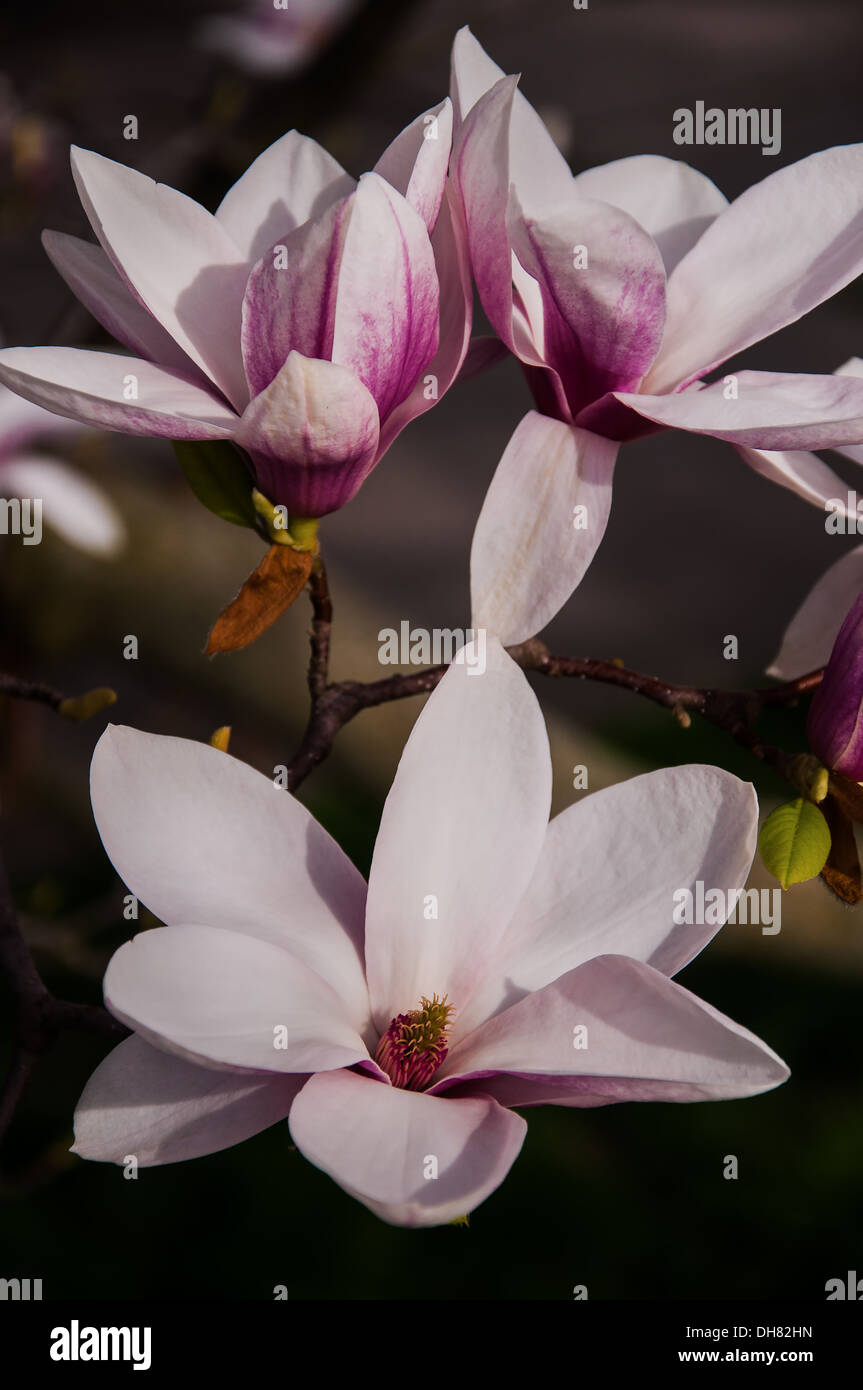 Magnolia tree blossoms in springtime garden Stock Photo - Alamy