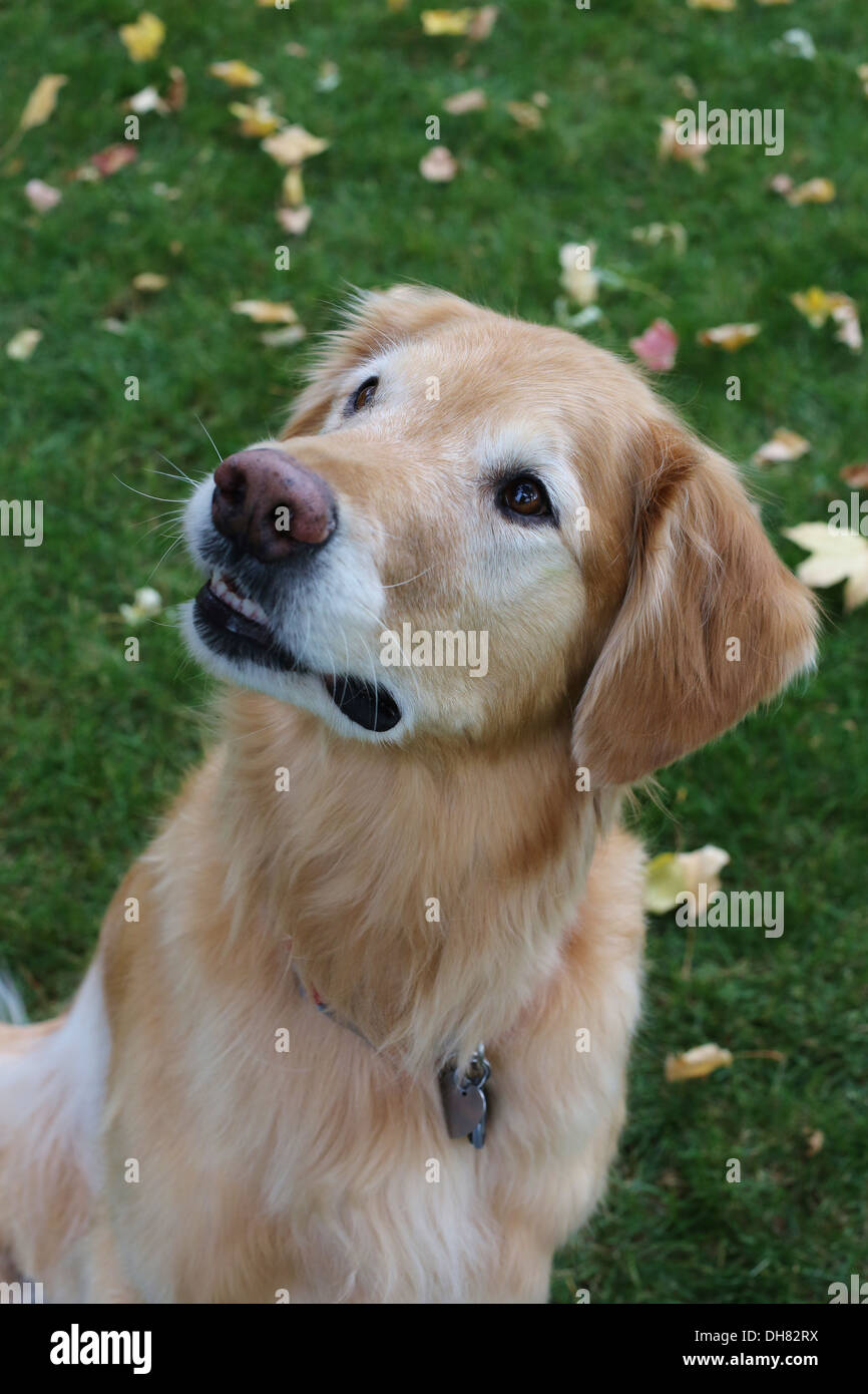 A close up of the face of an elderly Golden Retriever dog Stock Photo ...