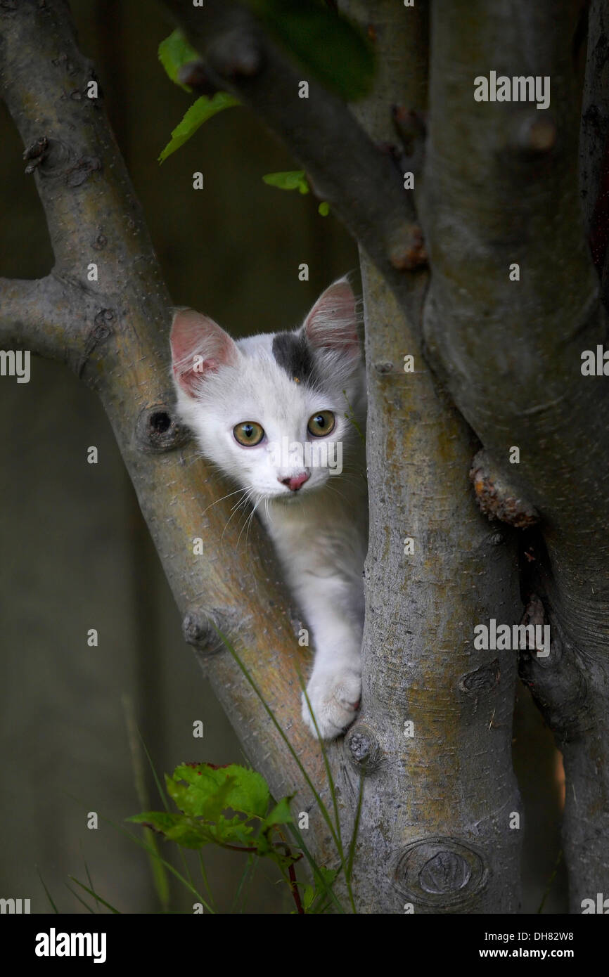 kitten in a tree Stock Photo - Alamy