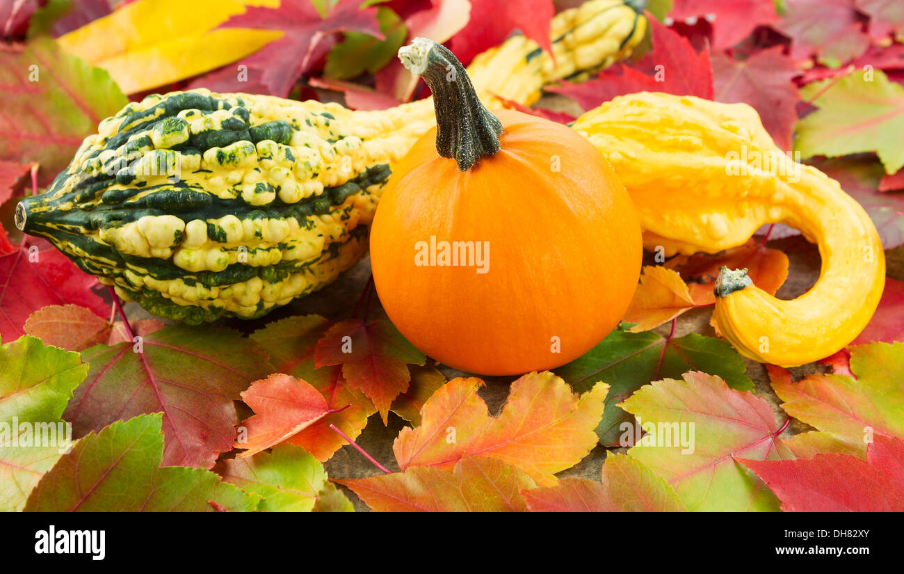 Horizontal photo of small pumpkin, up front, with decorative squash and ...