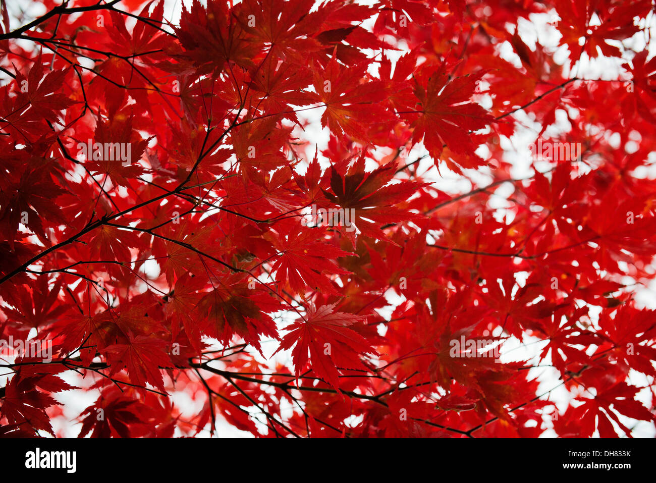 Striking red tree leaves in the fall Stock Photo - Alamy