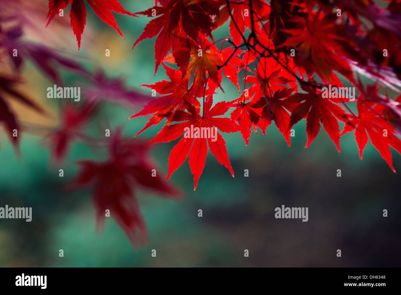 Maple leaves red hi-res stock photography and images - Alamy