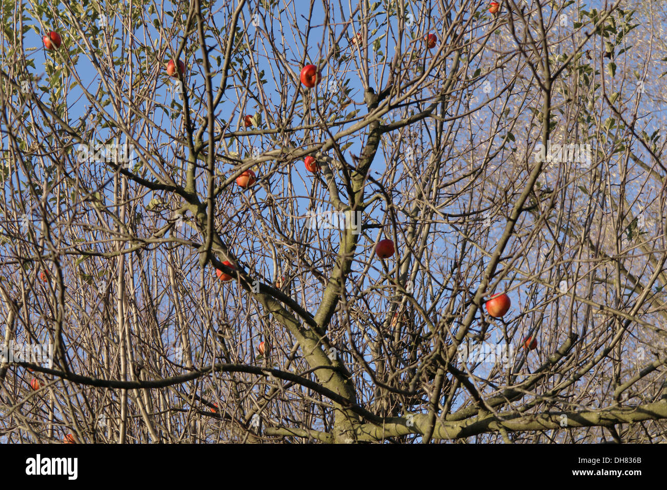 Apples fall tree hi-res stock photography and images - Alamy