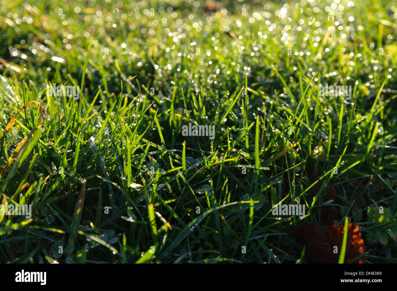Shiny morning hi-res stock photography and images - Alamy
