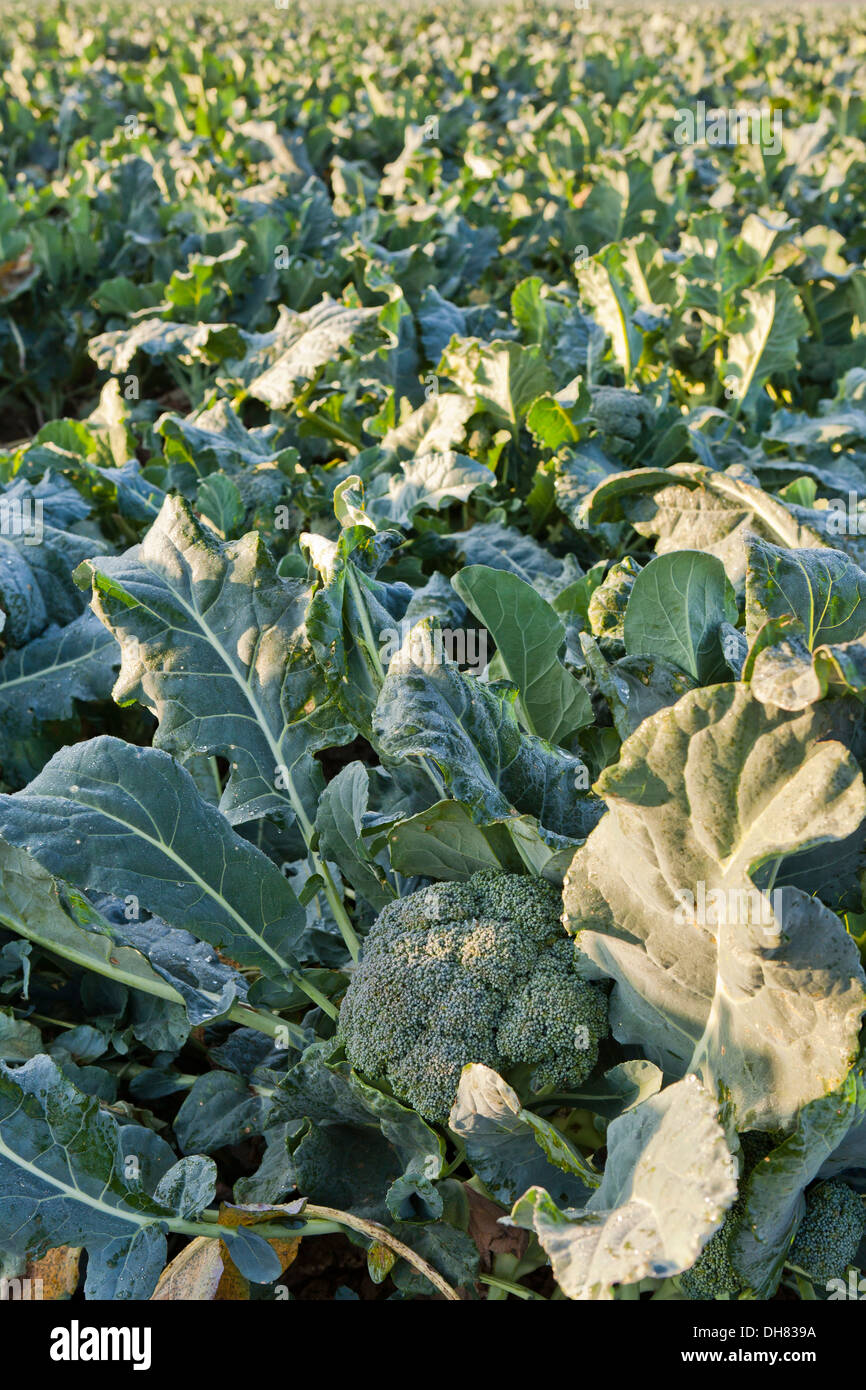Broccoli farm hi-res stock photography and images - Alamy