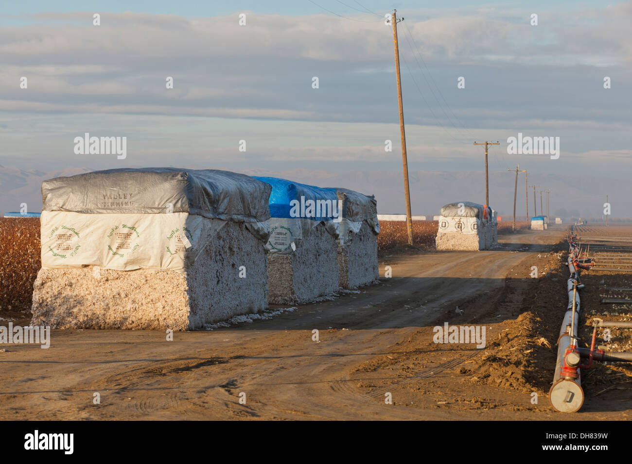 Cotton module hi-res stock photography and images - Alamy
