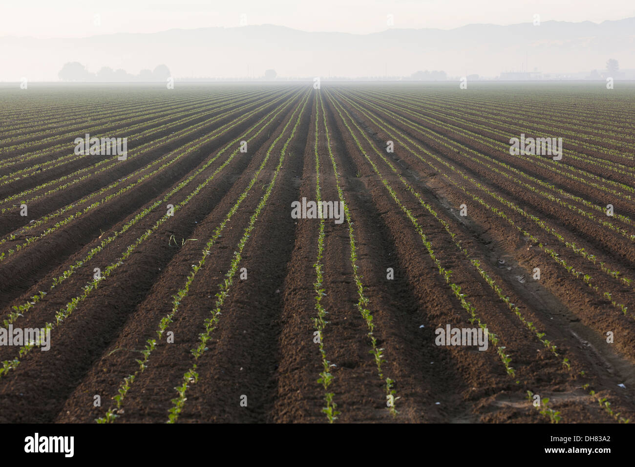 Newly sewn vegetable farm field - Central California, USA Stock Photo ...